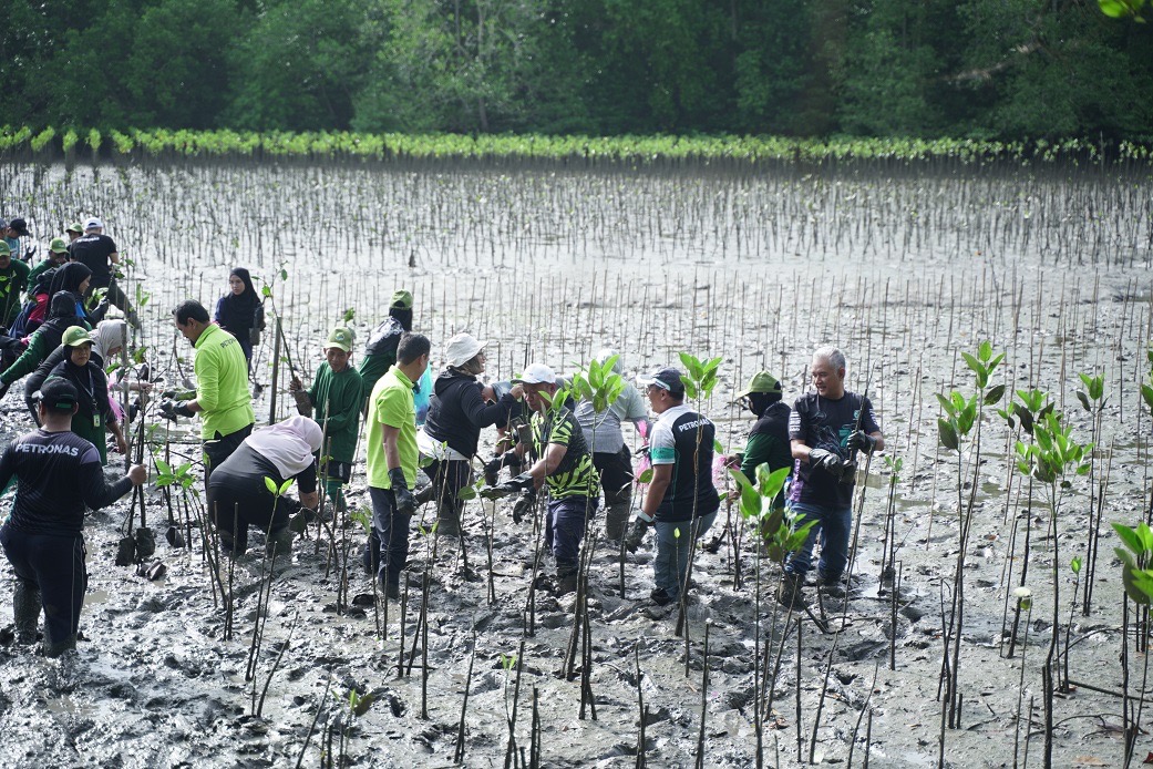 PIC expands mangrove conservation in Pulau Tg Surat - Warta Oriental
