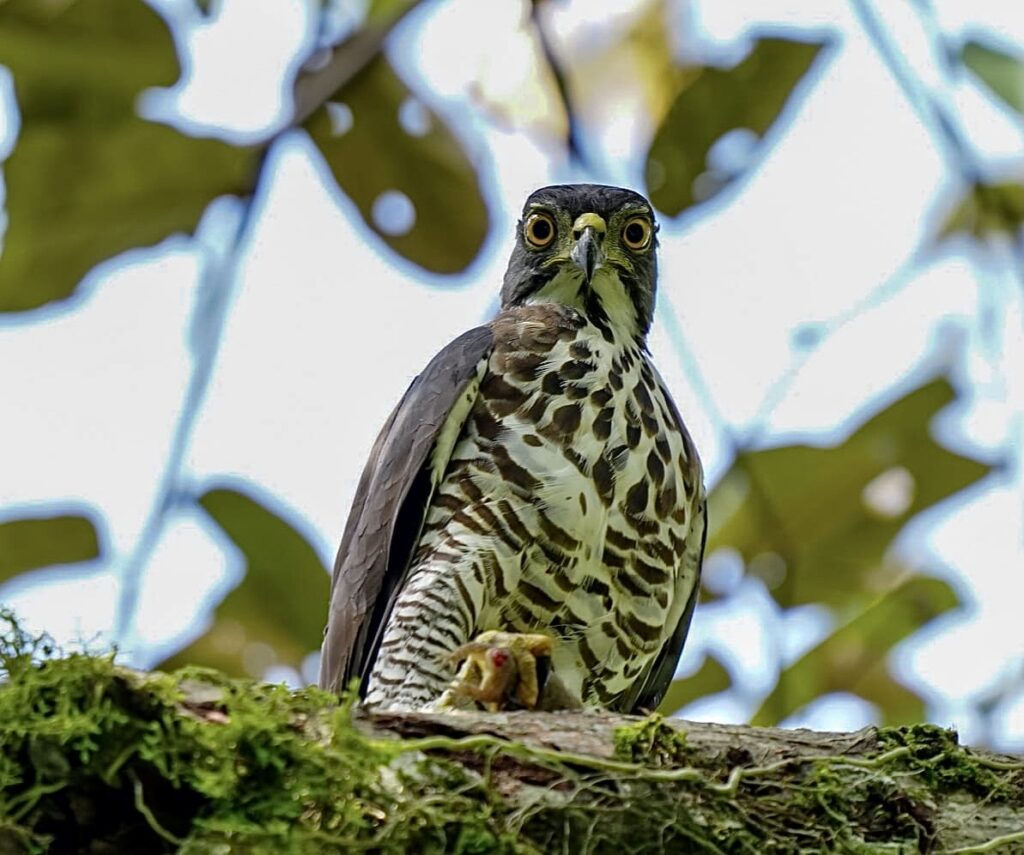 Empangan Babagon bakal jadi lokasi pemerhatian burung Raptor | Warta ...