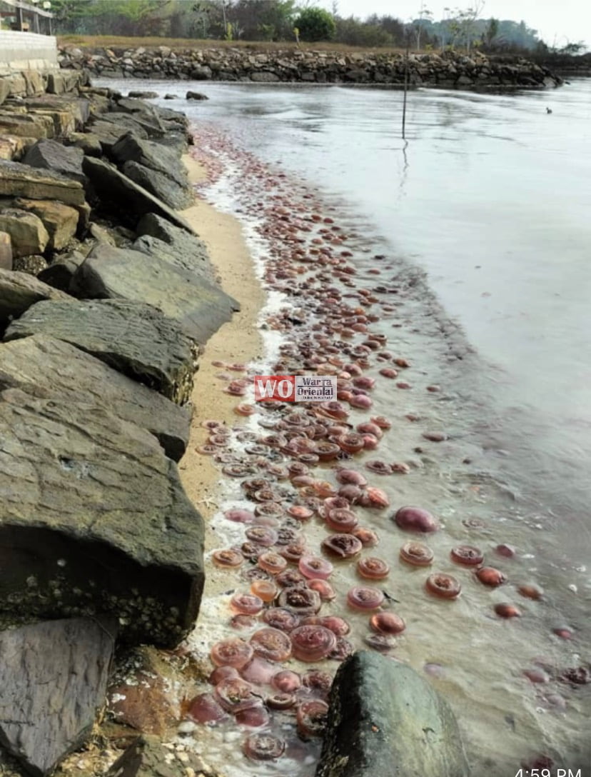 Damparan obor-obor luar biasa di Kuala Penyu disebabkan peningkatan ...