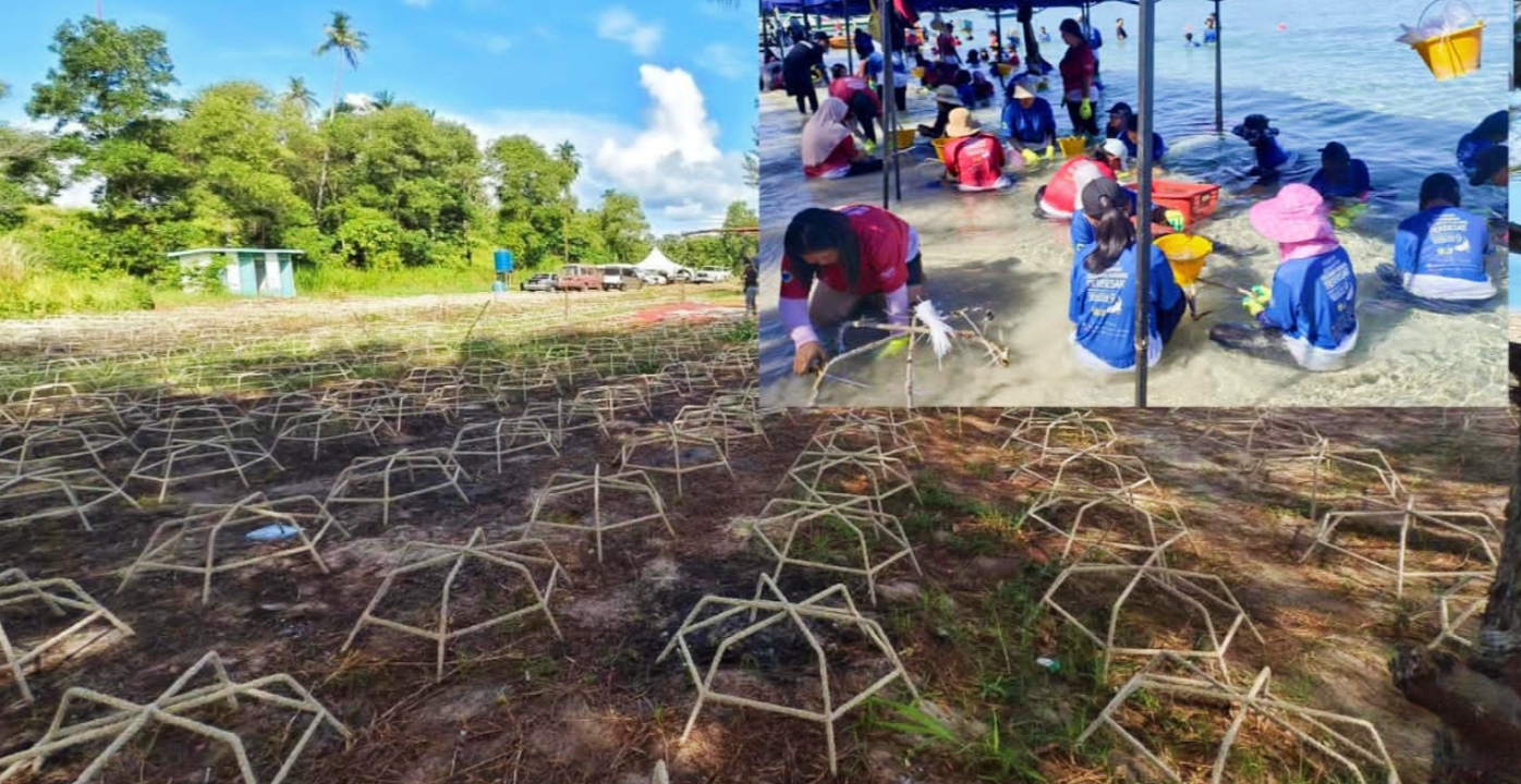 Sabah’s largest coral planting event to enter MBR | Warta Oriental